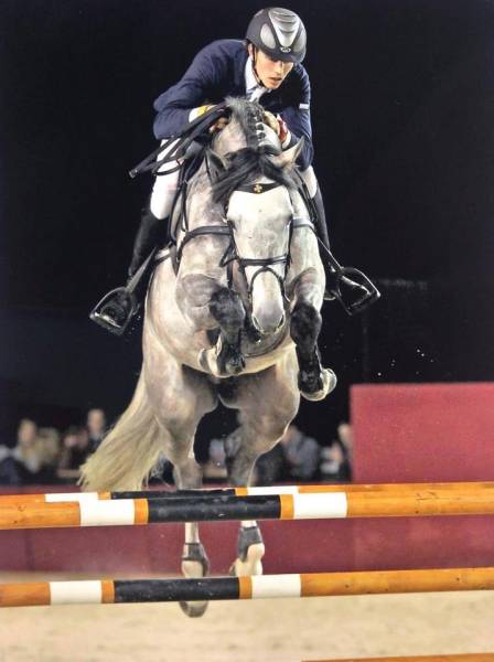 Chaplin of Greenhill (Cassini I x Caretino) - Greenhill Stables